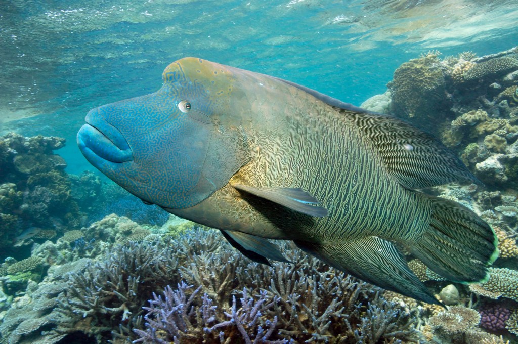 Dive into the Great Barrier Reef with Blue Dive! - Global Adventuress