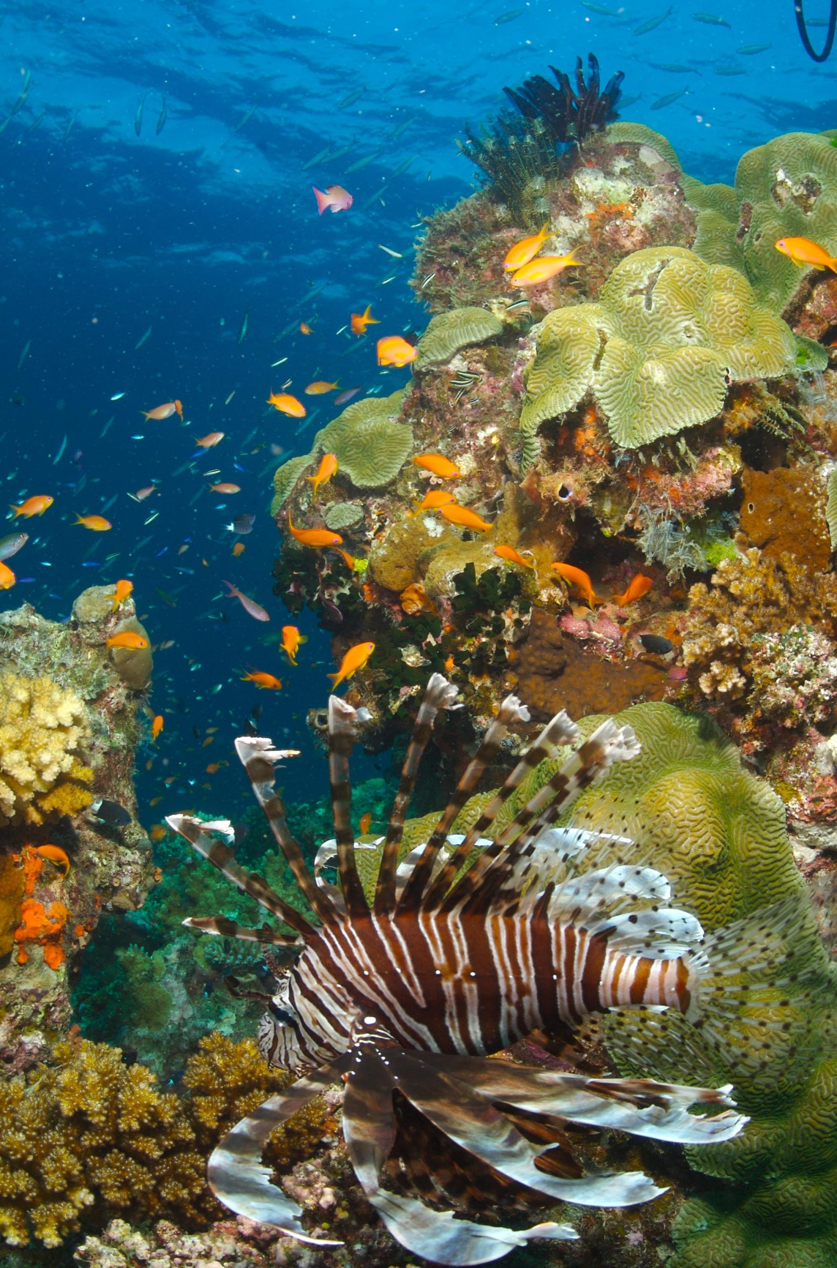 Dive into the Great Barrier Reef with Blue Dive! - Global Adventuress