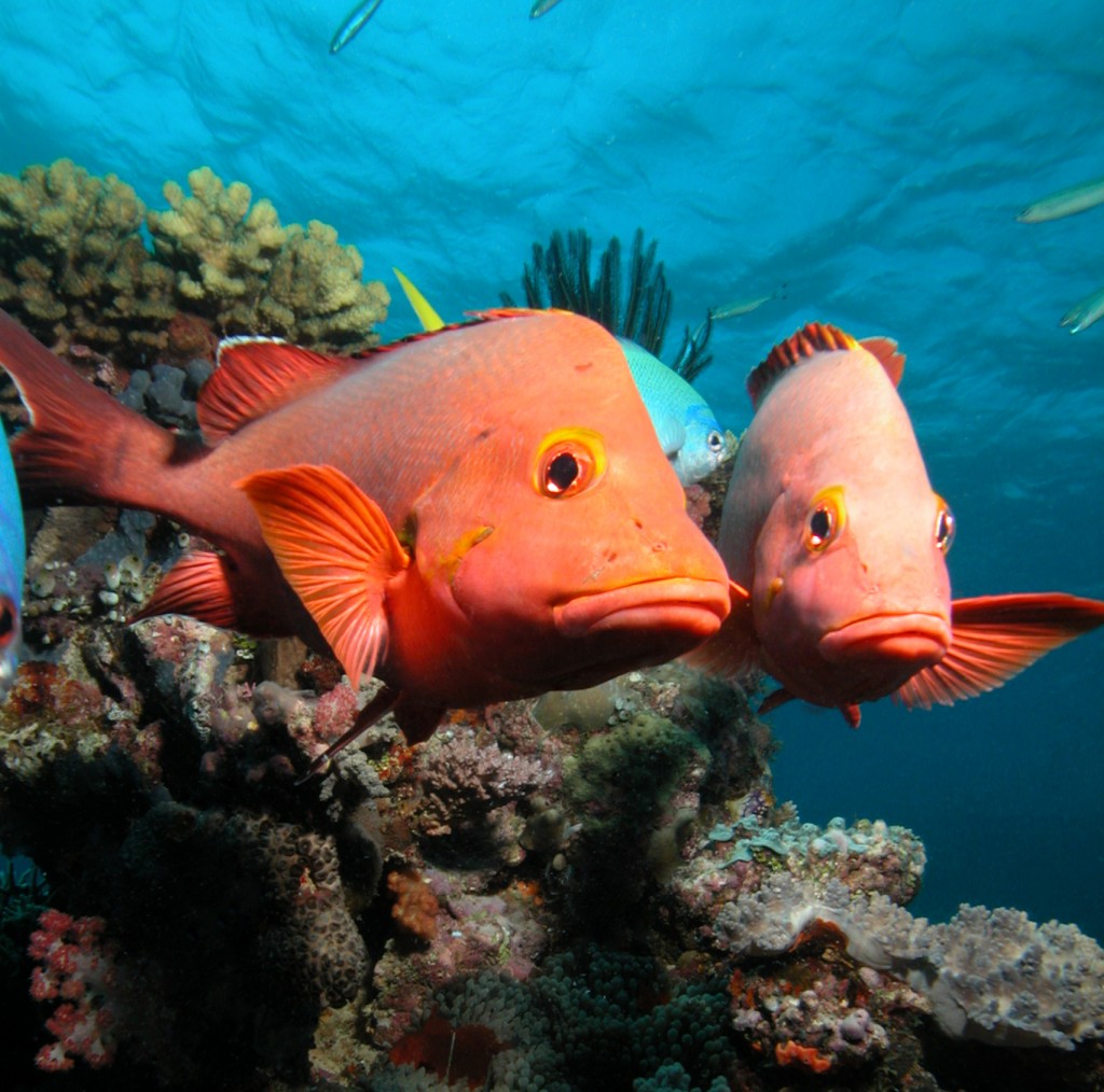 Dive into the Great Barrier Reef with Blue Dive! - Global Adventuress