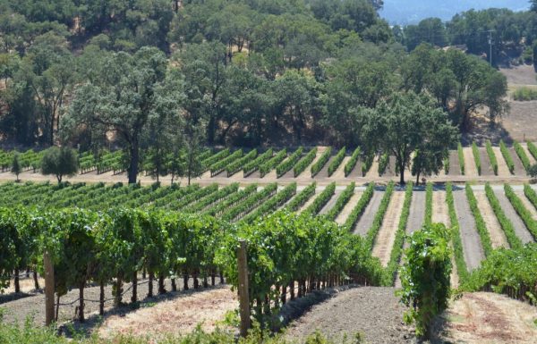 Napa Valley Harvest Top Picks--Where to eat and stay!